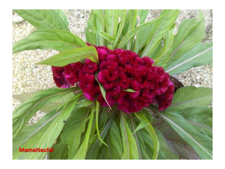 JOURNEY TO GREEN LIVING: Diari Pokok Bunga Balung Ayam...Last Episode