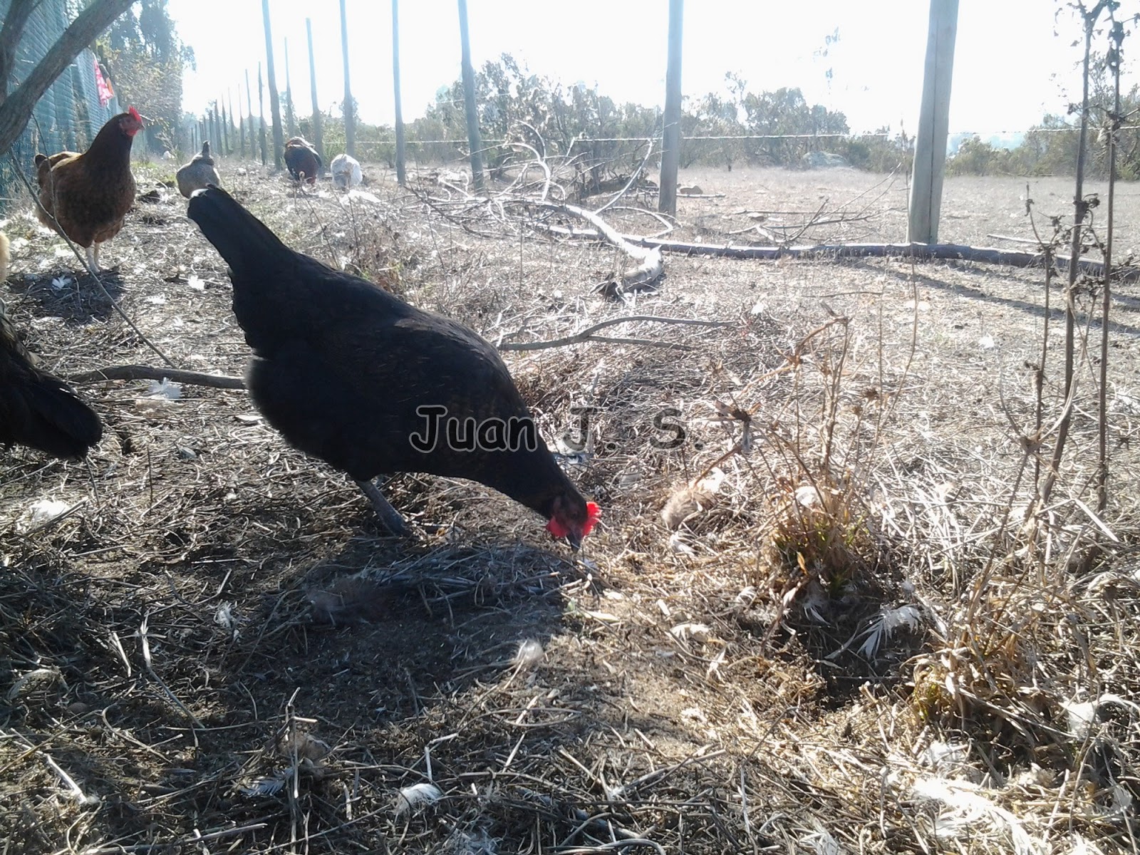 La kollonka, Ketro y "Criolla Mapuche": En defensa de la Gallina ...