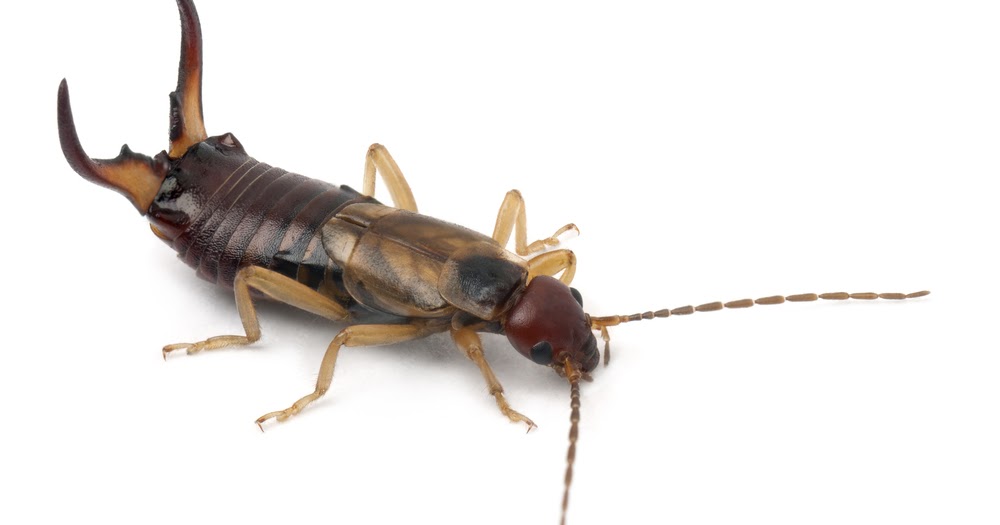 Earwigs vs. Silverfish - Do You Know the Difference?