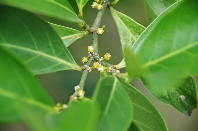Trees and Plants: Limau Hantu