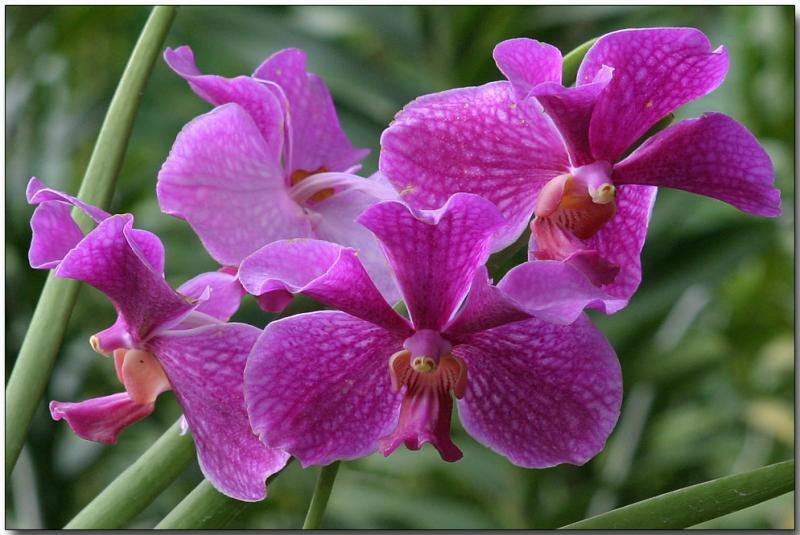 Grow and care Vanda orchid plants | Travaldo's blog