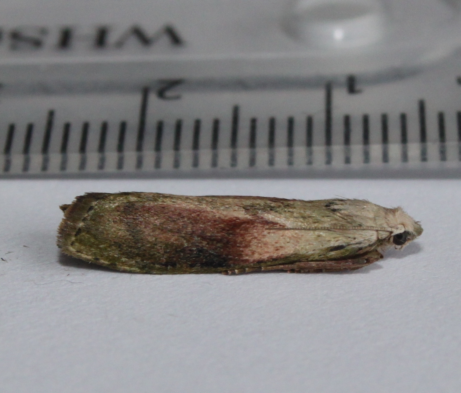 Ceredigion Moths: Aberystwyth