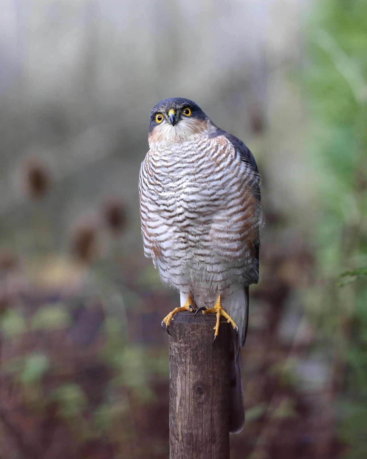 TrogTrogBlog: Bird of the week - Sparrowhawk