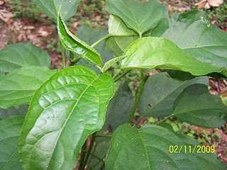 ~~Dari Sudut Dapur Ku~~: Sayur Lemak Pucuk Salang