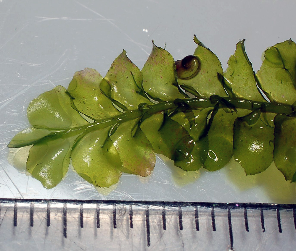 Aquatic Mosses.: Plagiochila integerrima, moss Hanegoke sp." Cameroon"