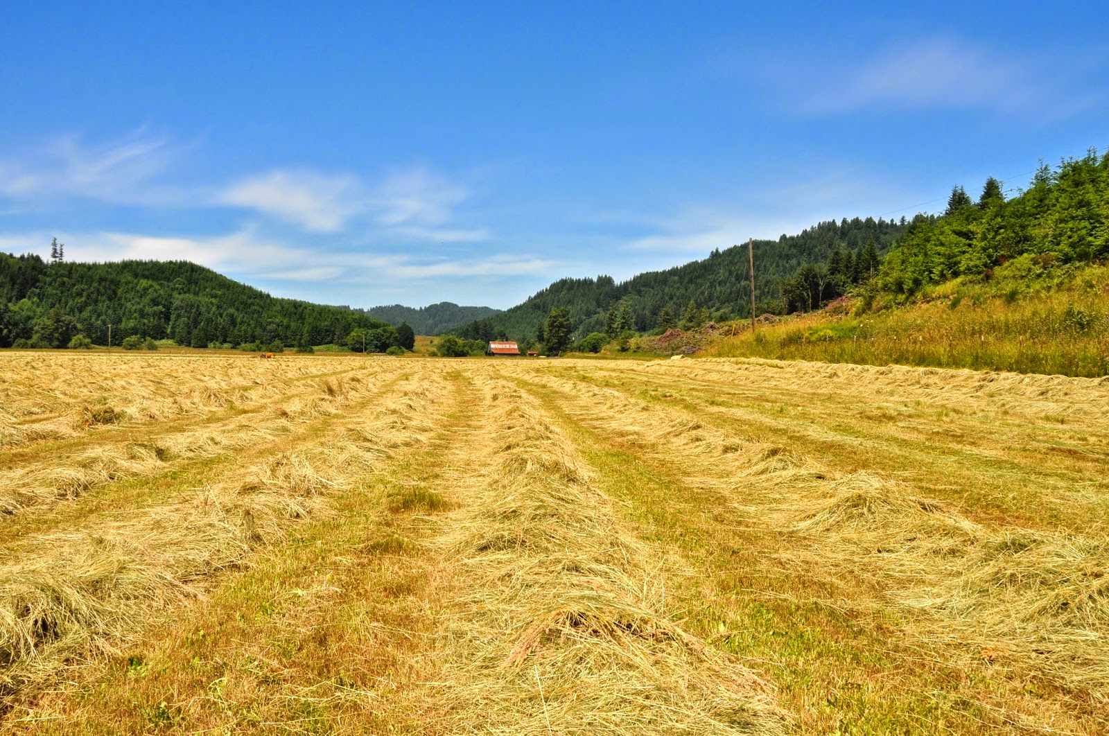 LuAnn Kessi: Making Hay…..not Quilts