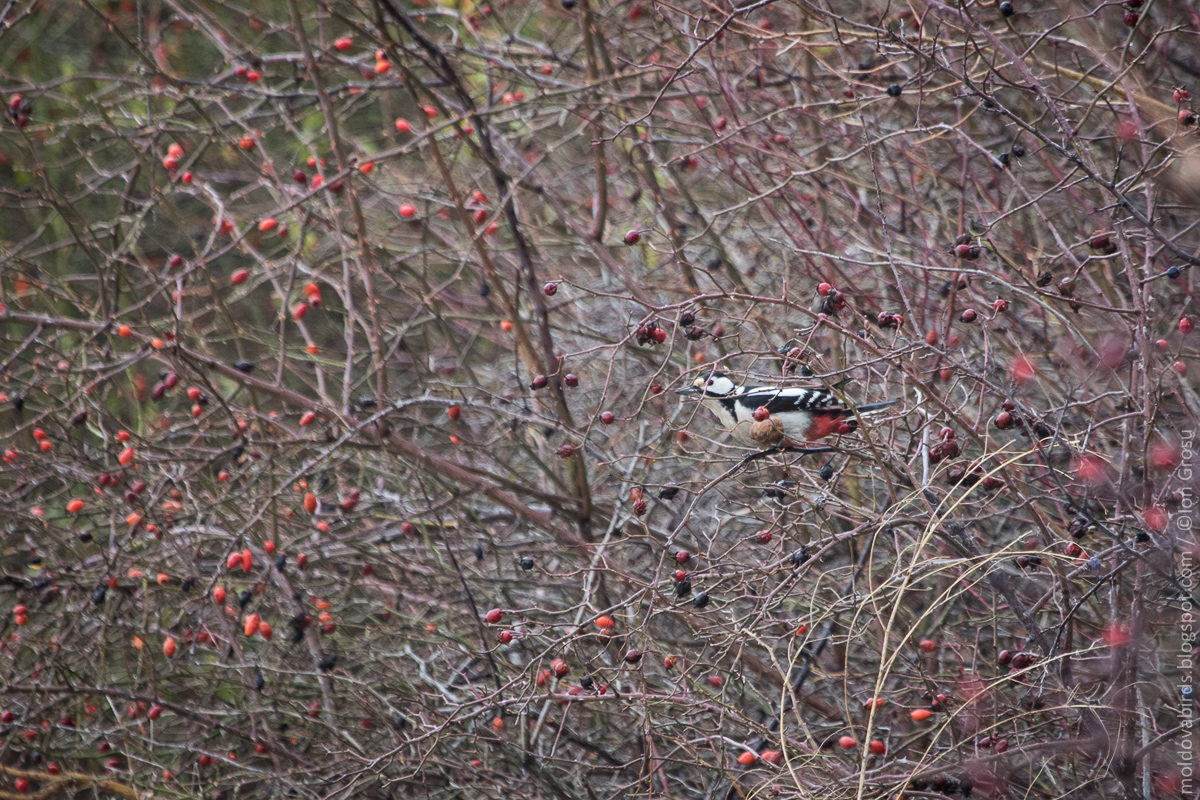 Păsări din Moldova: decembrie 2016