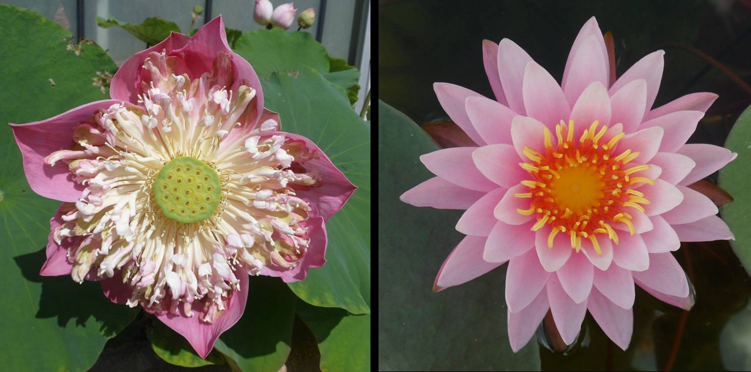 Flower Tales: Sacred-lotus? HELP!