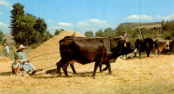 ataxia y atáxicos: 36- Villanueva de Odra (acarreo y trilla)