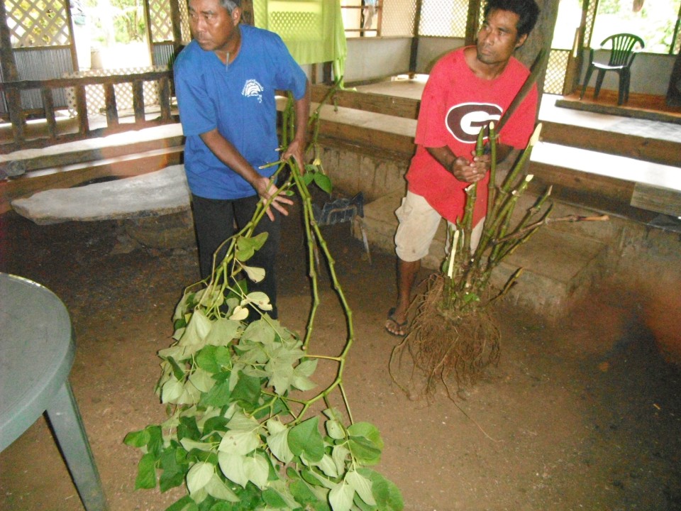 Ethnobotanical ceremony