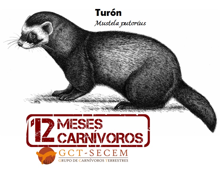 Grupo de Carnivoros Ibericos SECEM: 12 meses - 12 carnívoros - TURÓN