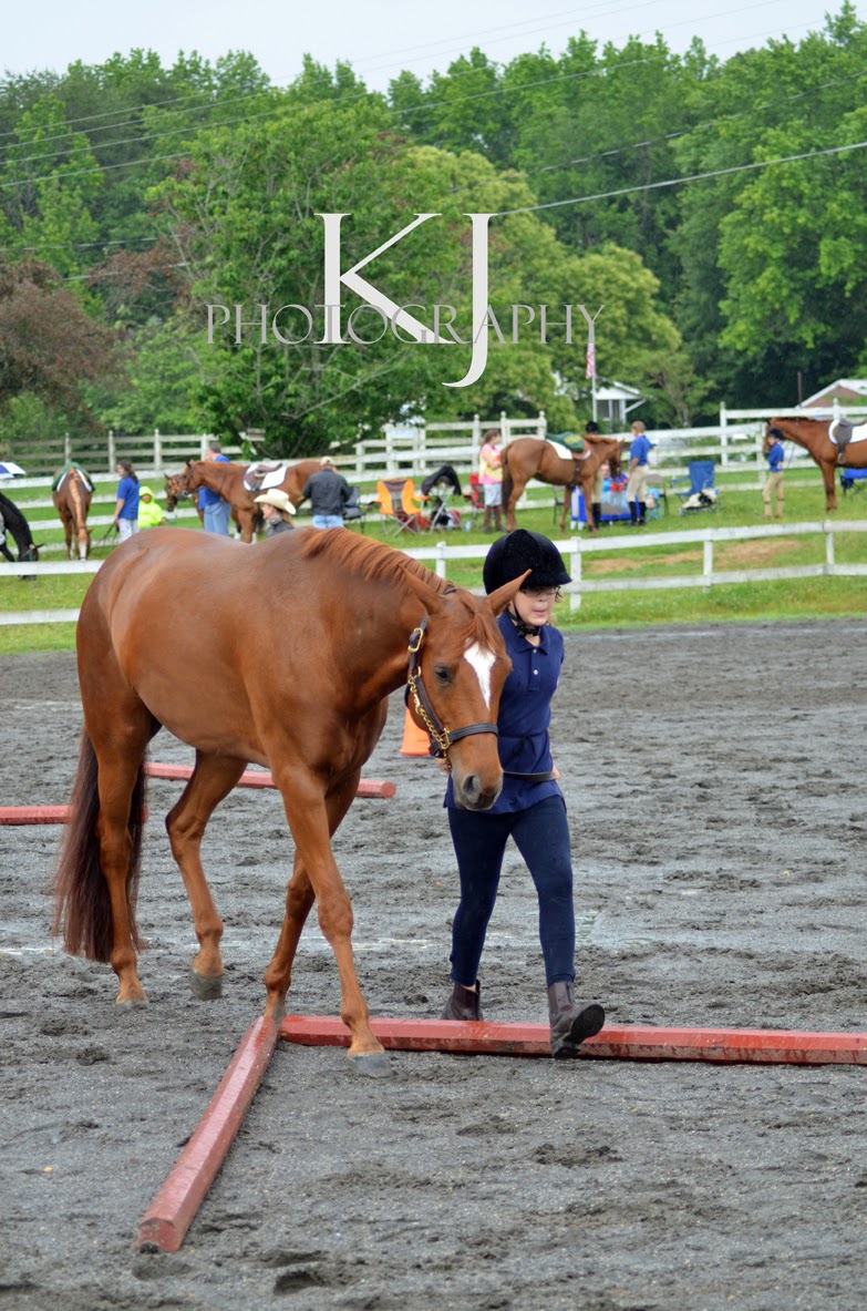 Silver Star Farm: More pictures from the 2013 Horse Shows