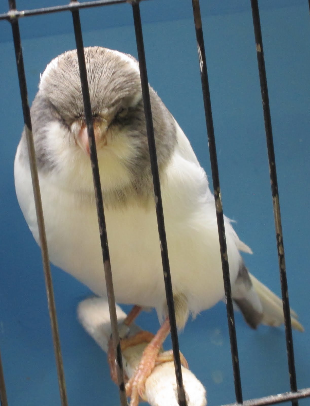 Canary Tales: Winners Florida Canary fanciers Bird Show