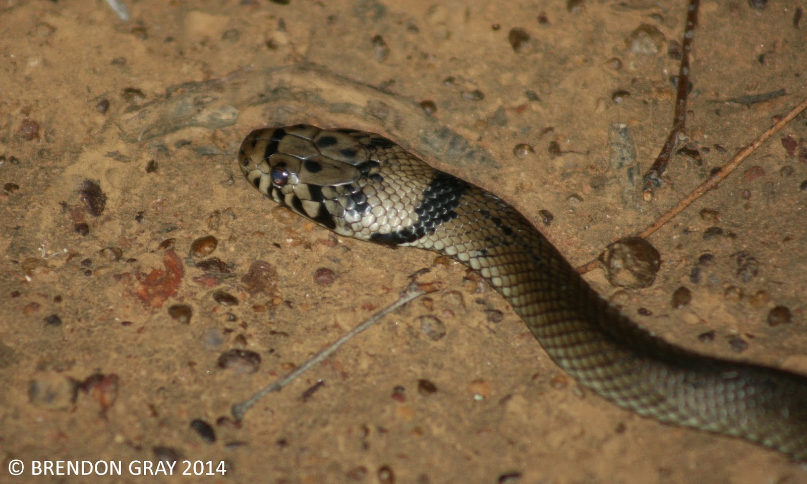 Brown version of a Pale-headed Snake? 24/02/14