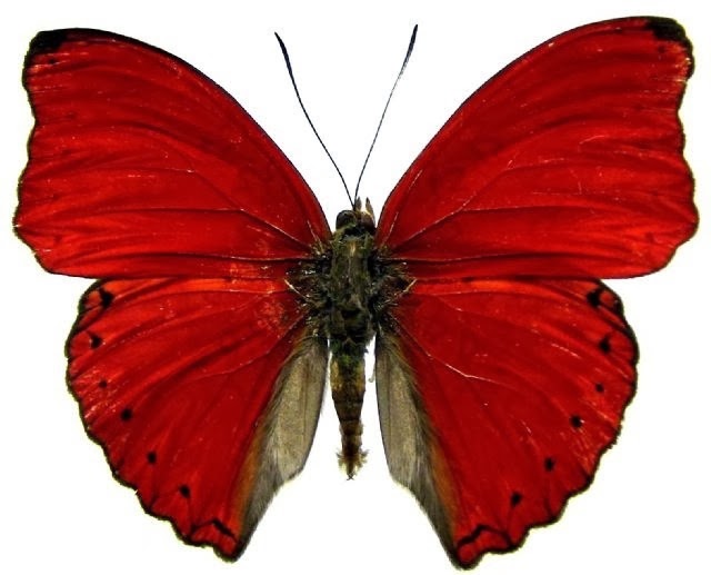 Mariposa roja - Imagui