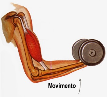 BIOMECÂNICA DO MOVIMENTO HUMANO: CARACTERÍSTICAS DA AÇÃO MUSCULAR