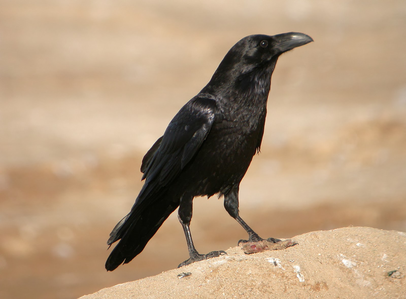 Aves y Fotografía de Naturaleza: Avifauna de A Veiguiña de Conso ...