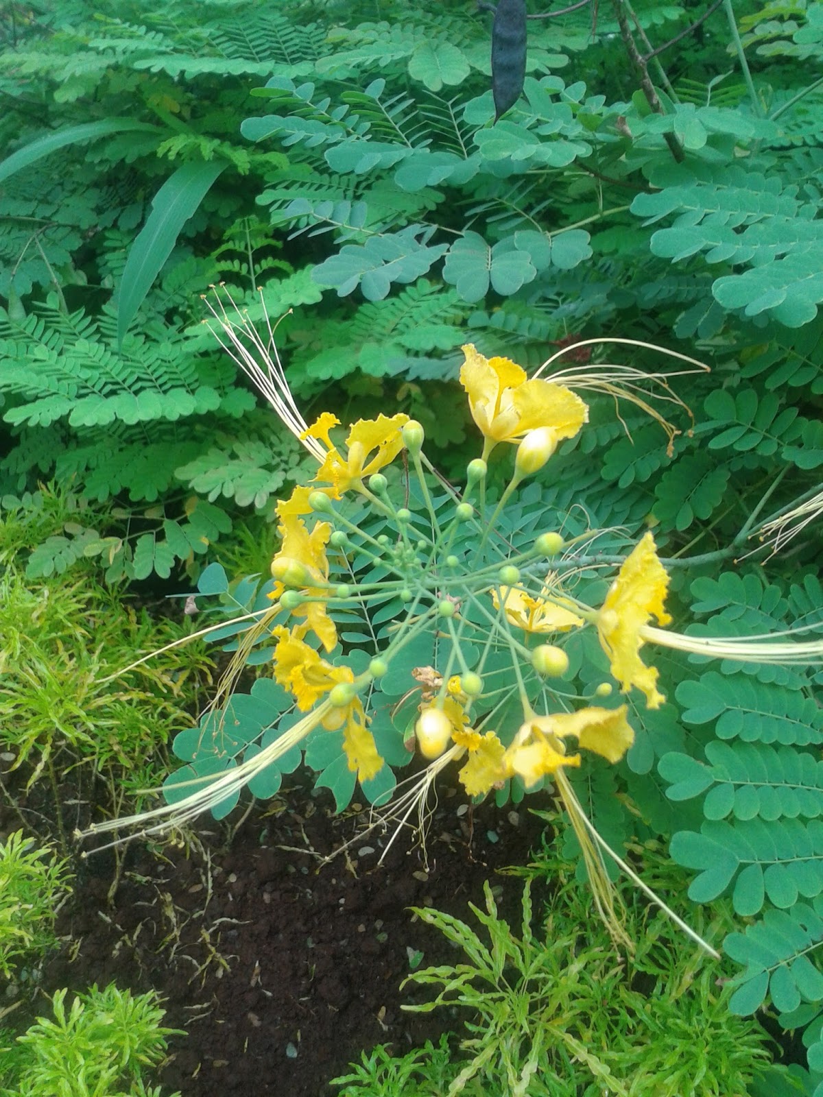 Jenis jenis Tanaman Hias Berbunga | jasa tukang taman