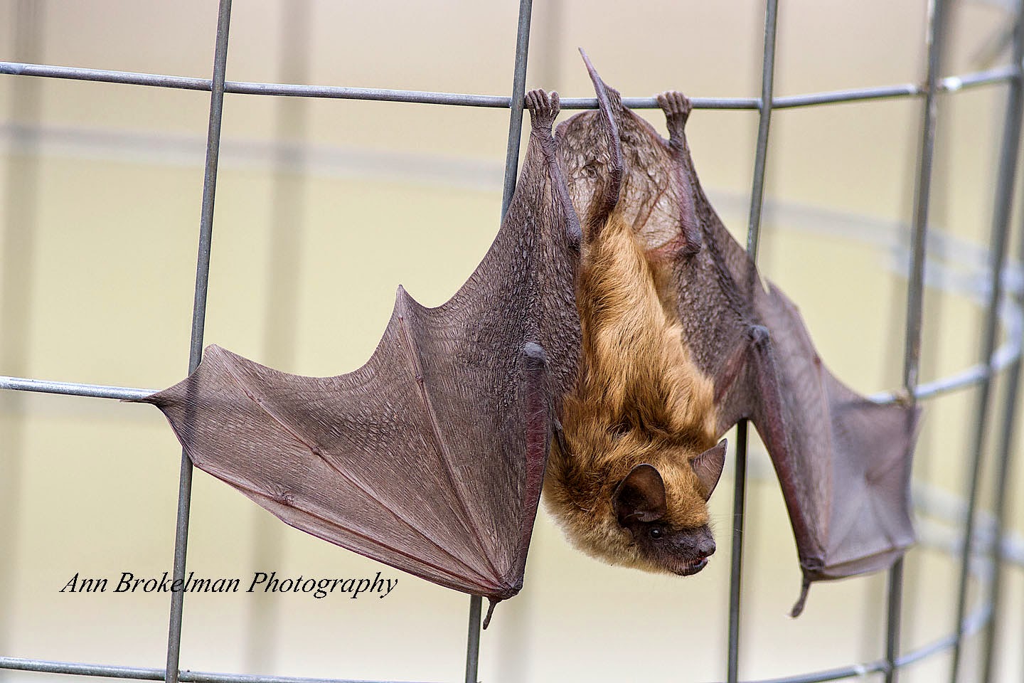 Ann Brokelman Photography: Little Brown Bat at Ashbridges Bay April 21 ...