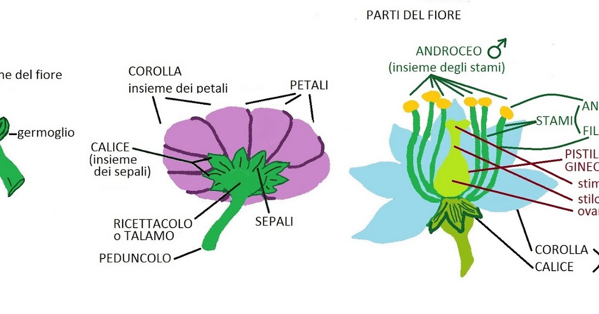 Il Giardino della Terra: FIORE