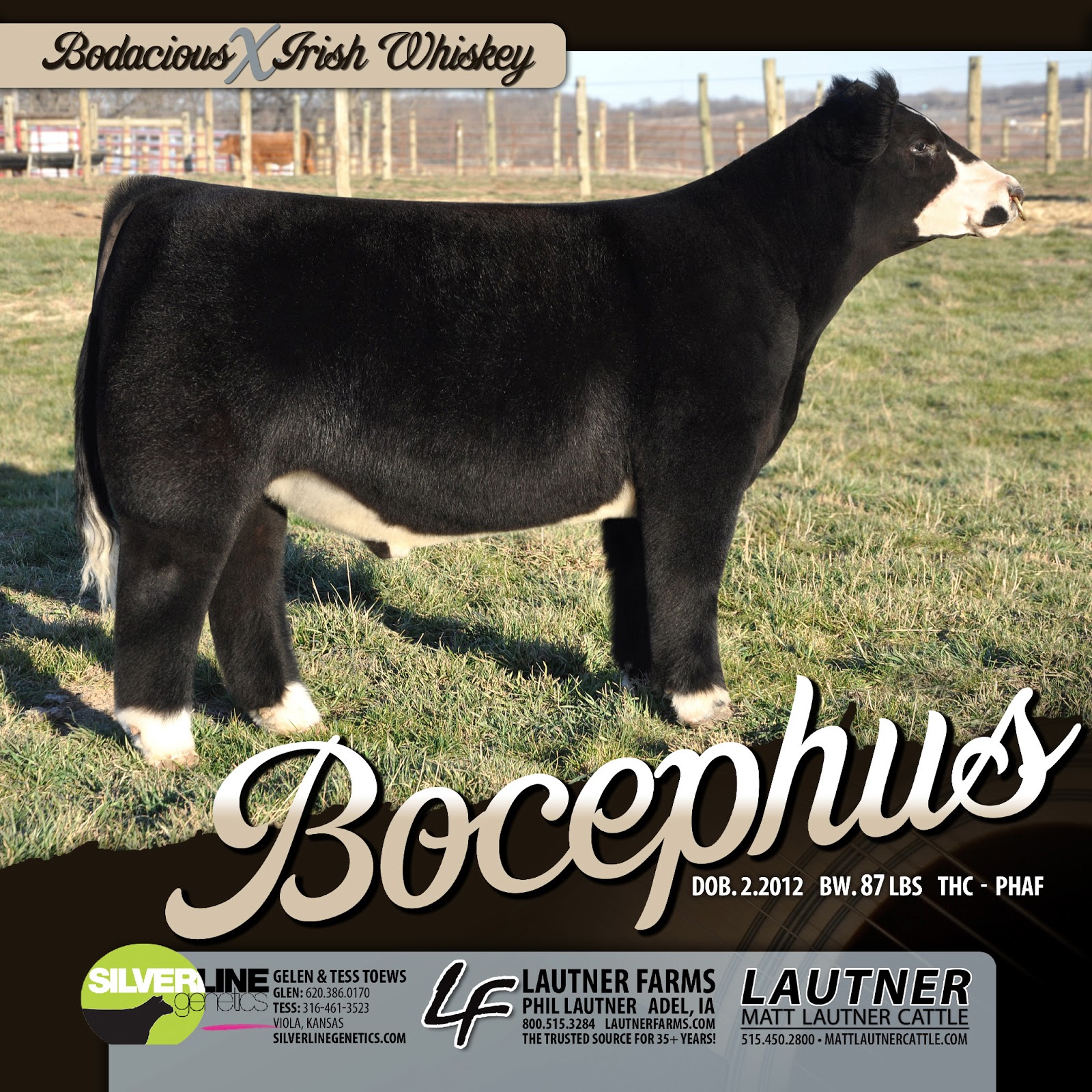 Lautner Farms: NEW FOR 2013 - BOCEPHUS