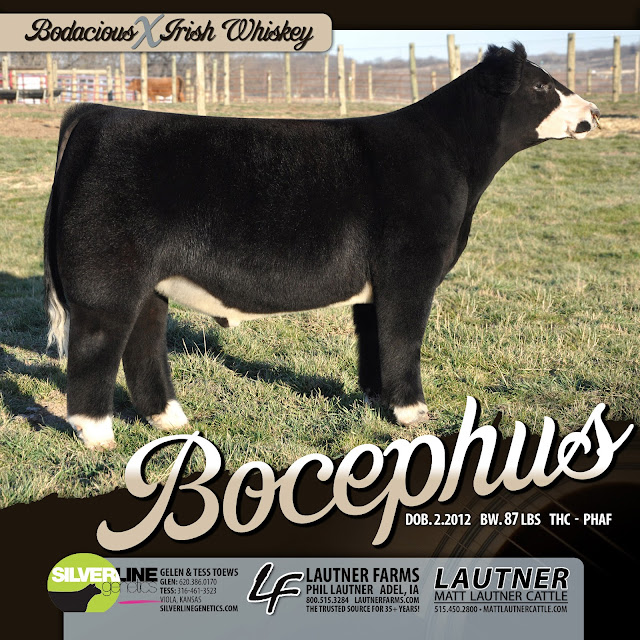 Lautner Farms: NEW FOR 2013 - BOCEPHUS