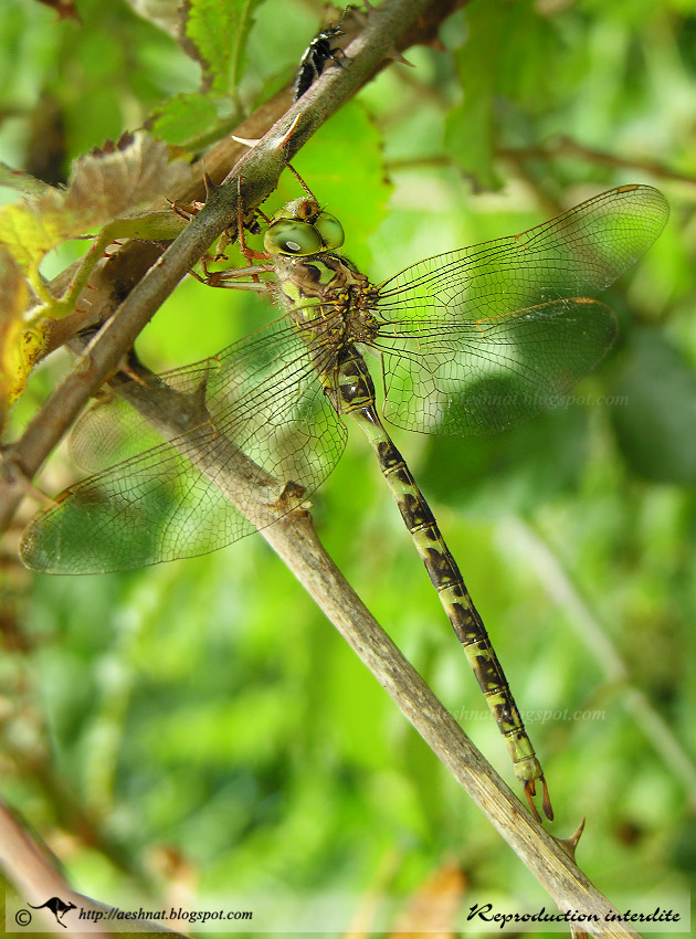 Libellules de France et dAilleurs - DRAGONFLY WORLD: Boyeria irene, un ...