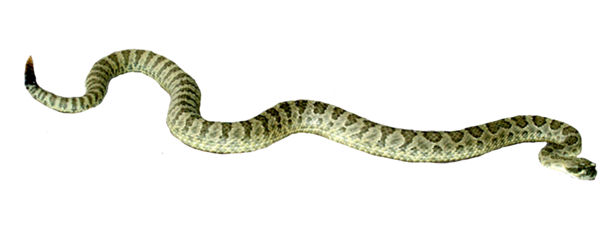 EKOGEO: JENIS-JENIS ULAR BERBISA SUKU ELAPIDAE DI INDONESIA