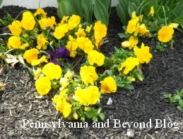 Pennsylvania & Beyond Travel Blog: Springtime Flowers in Pennsylvania