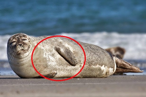 Segunda Escola: Foca, morsa e leão marinho: você sabe diferenciá-los?