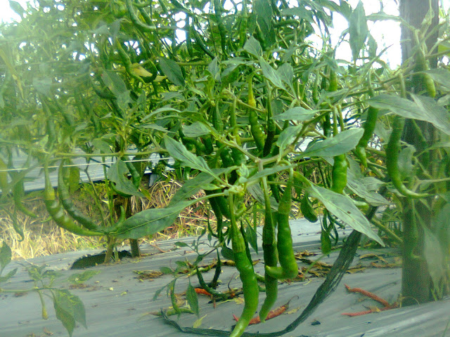 Mengatasi buah dan bunga cabe yang rontok