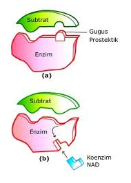 Serunya Belajar Biologi: ENZIM