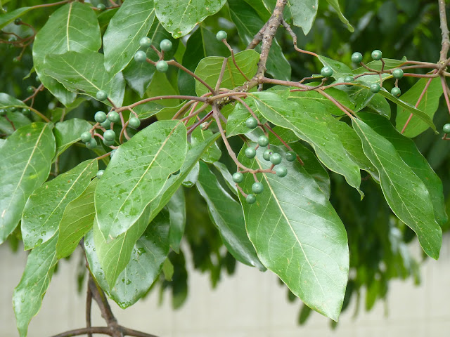ARBORETUM: ENERO 2016, El Aguacatillo
