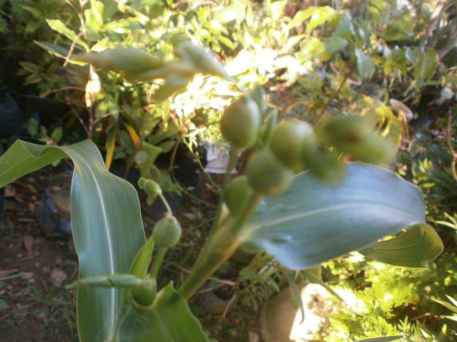 PERTANIAN HIJAU NURSERY: pokok bunga manik.