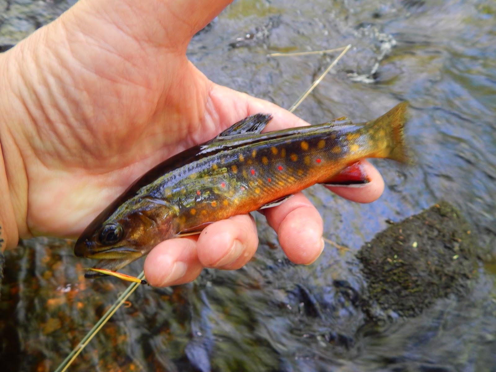 Small Stream Reflections: "Brook Trout Forest"....all's well.