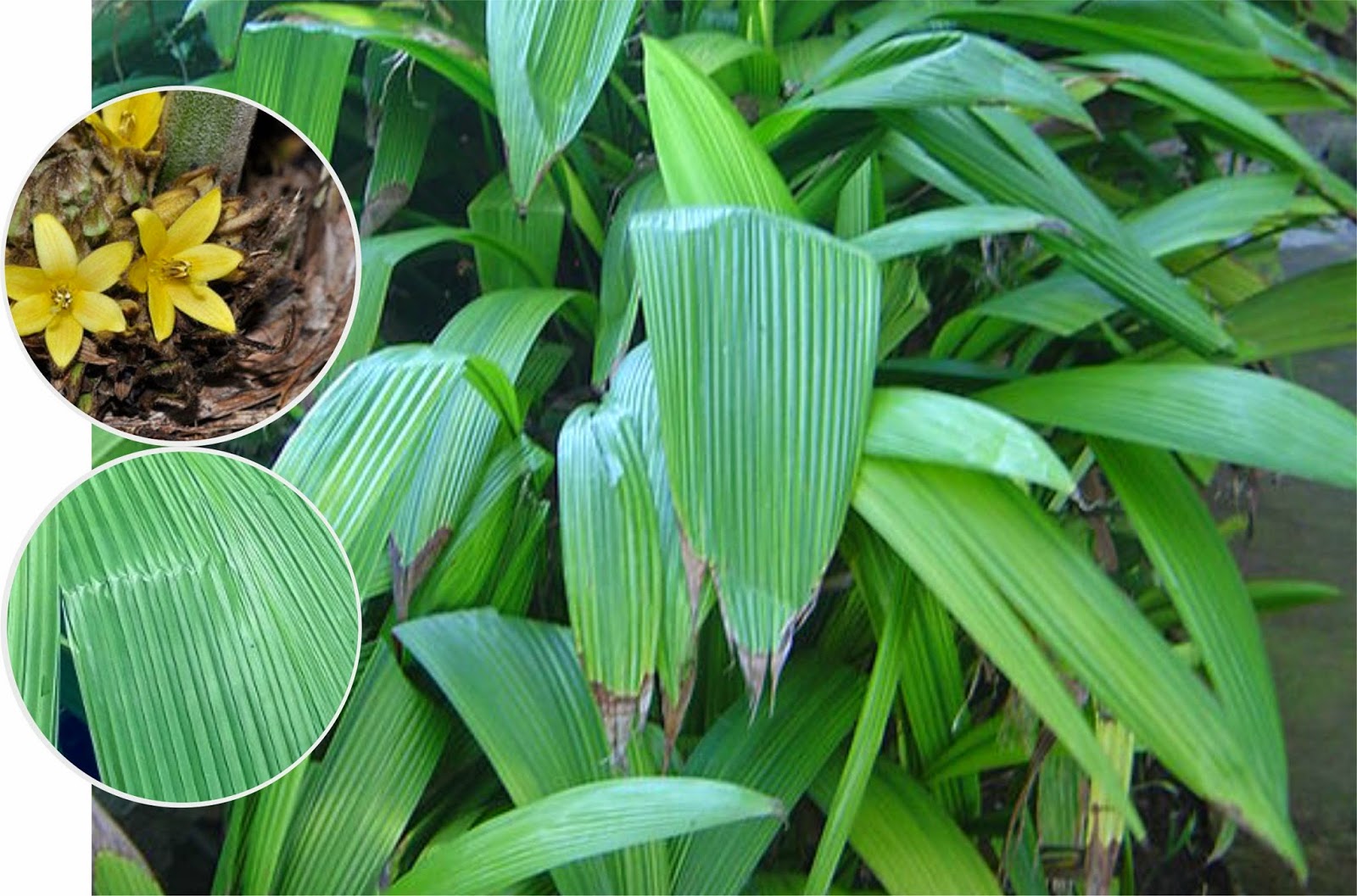 v e r d e c h a c o: Palma acordeón / Curculigo