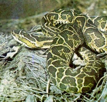 LA NATURALEZA EN CASA: vibora de la cruz (Bothrops alternatus)