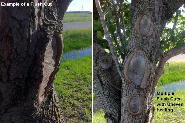 Tree Trust News and Stories: Pruning Trees (Part 2 of 2)