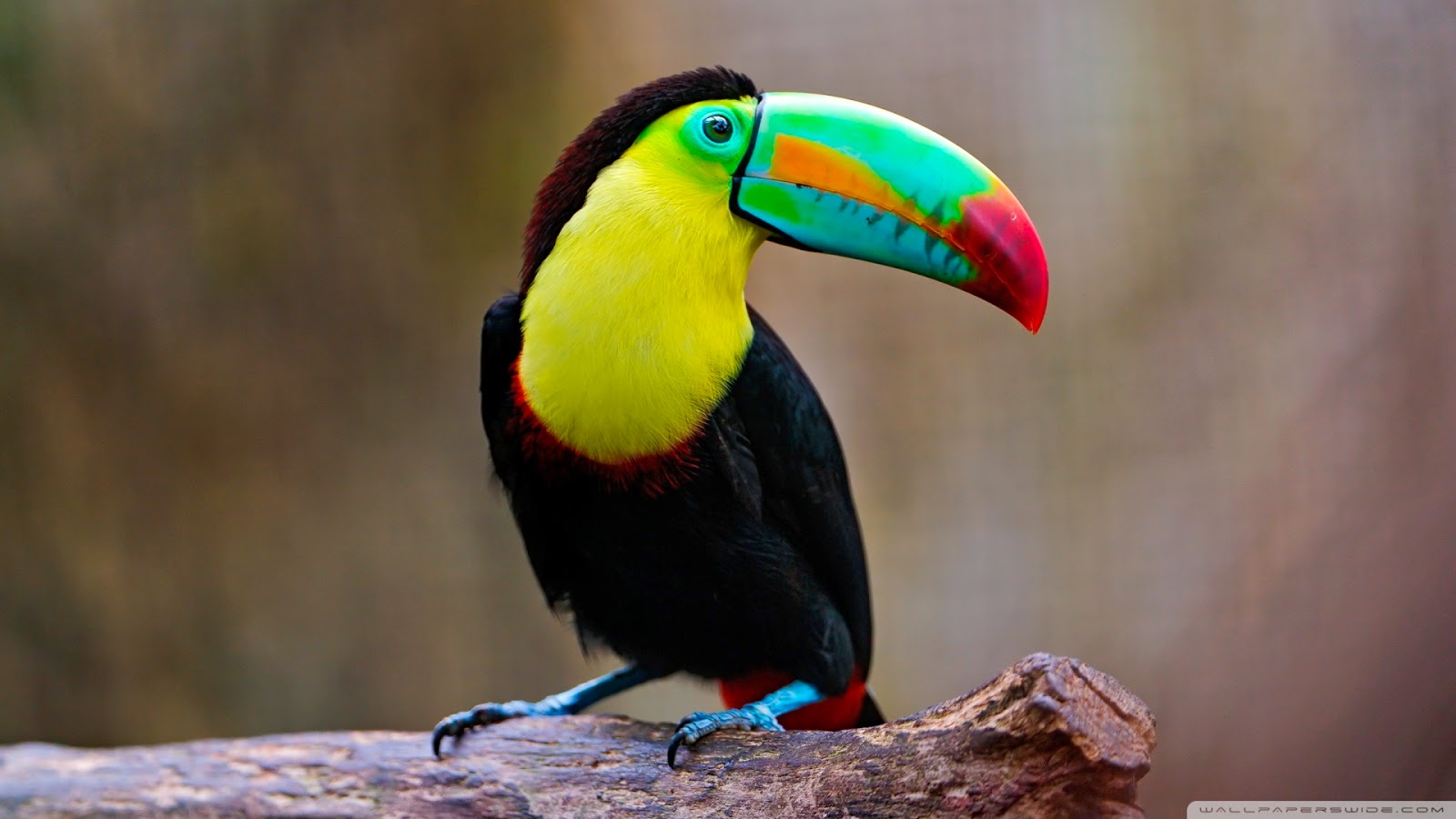 Amintiri .: Pasari exotice