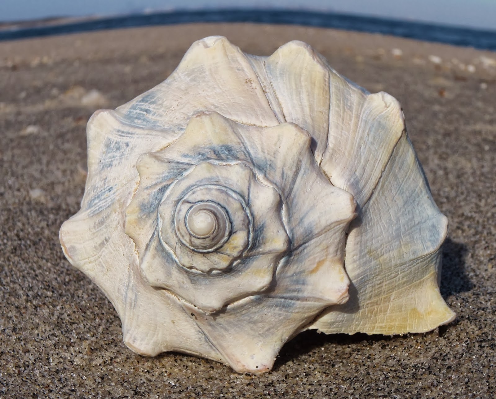 1000+ images about God Gave Us Sea Shells on Pinterest | Seashells, Sea ...