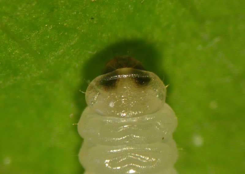 Charlie's moths of Calderdale.: ERIOCRANIIDAE