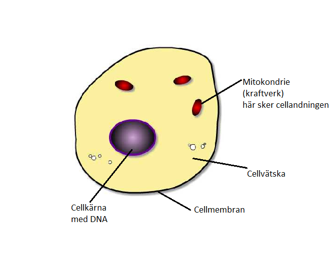 Biologiboken: Växter/djur