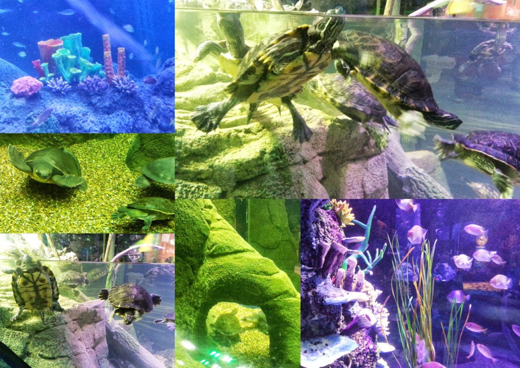 The Brick Castle: The New SEA LIFE Centre, Trafford Park, Manchester