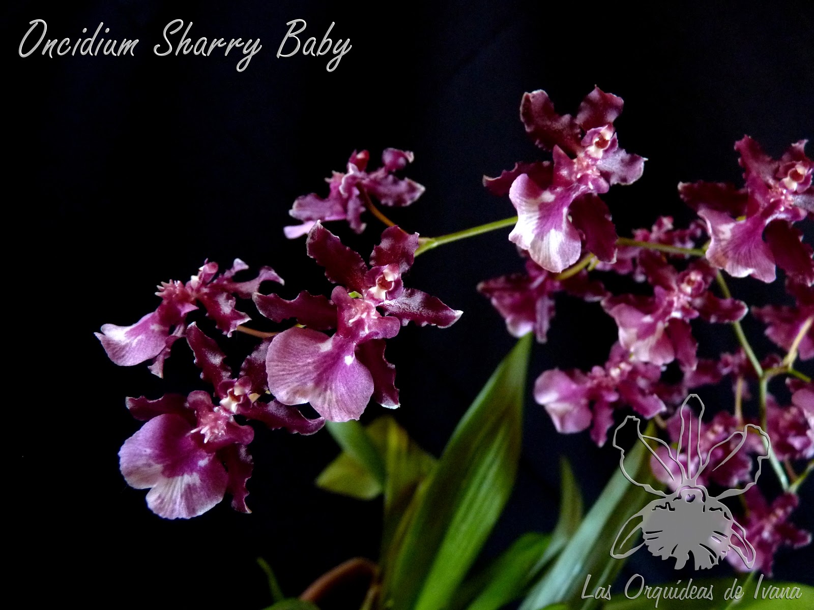 Oncidium Sharry Baby | Las Orquídeas de Ivana