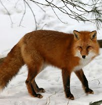 Viitorul incepe azi: Vulpea