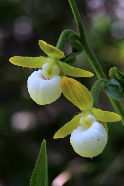 Native Orchids of the Pacific Northwest and the Canadian Rockies (and ...