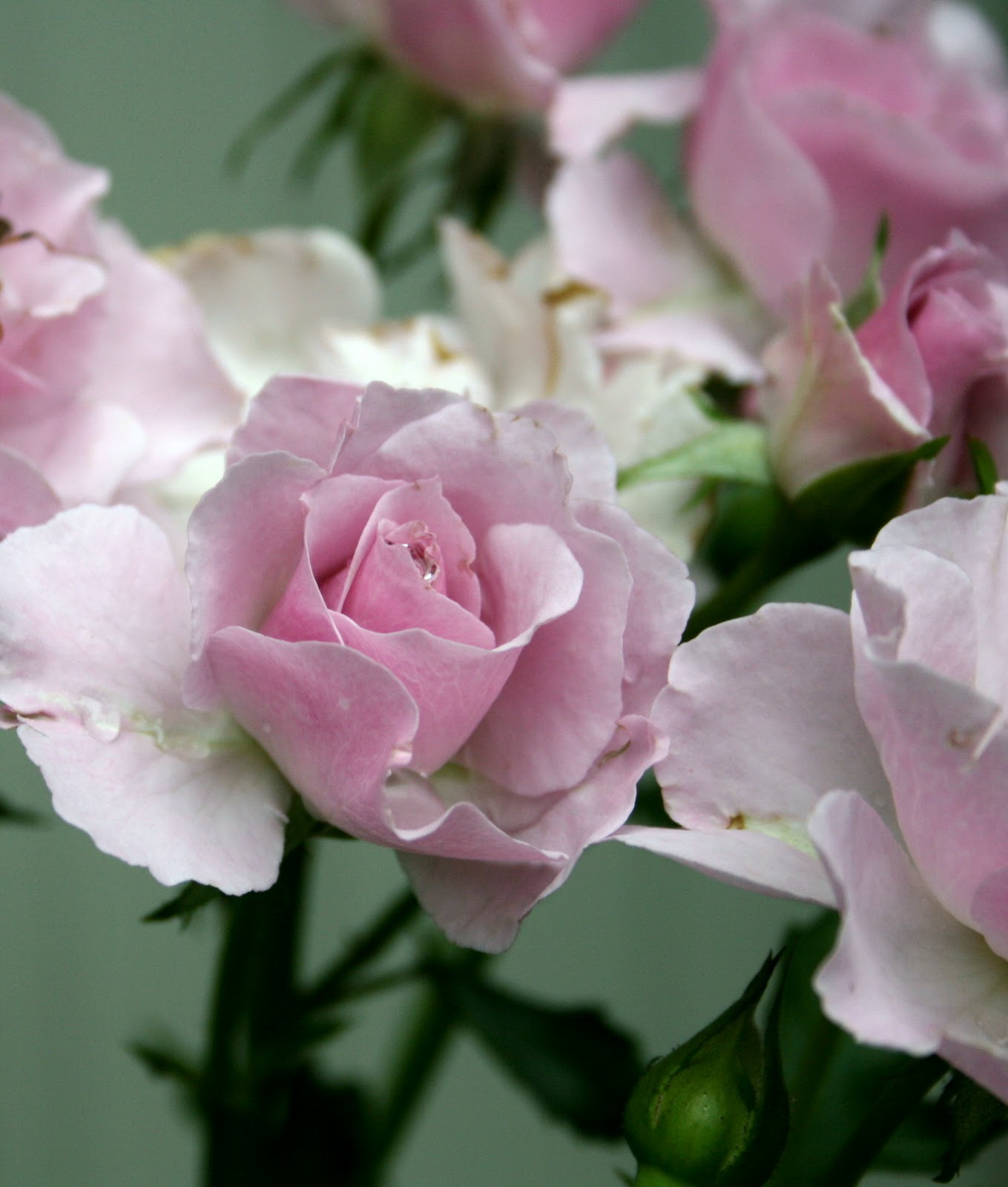 A Hocking Hill's Garden: The Rose Garden