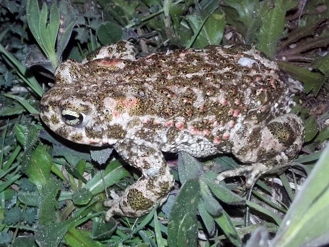 Taxonomía Chordata: Clase Amphibia