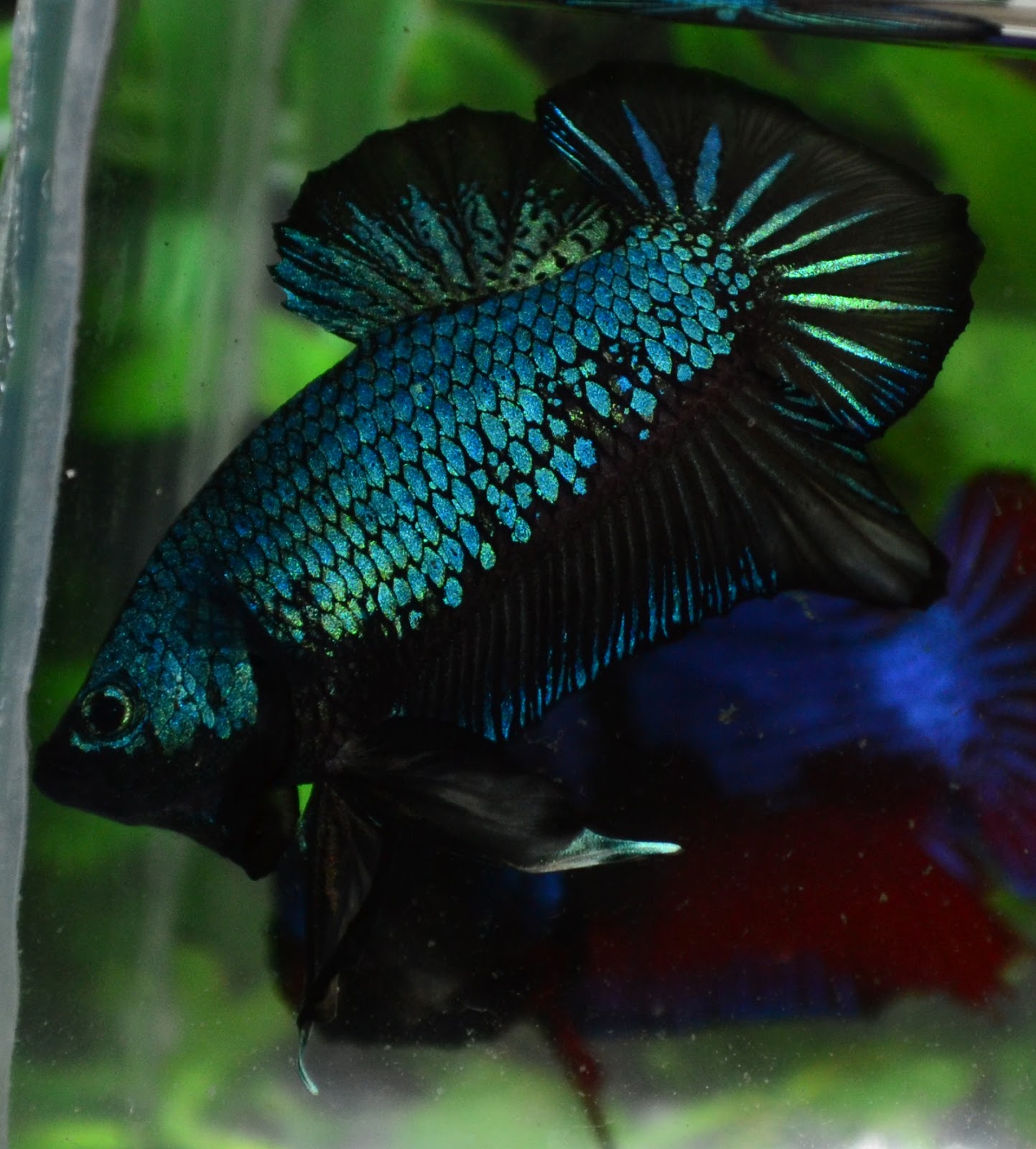 Betta Fish Afira: October 2012