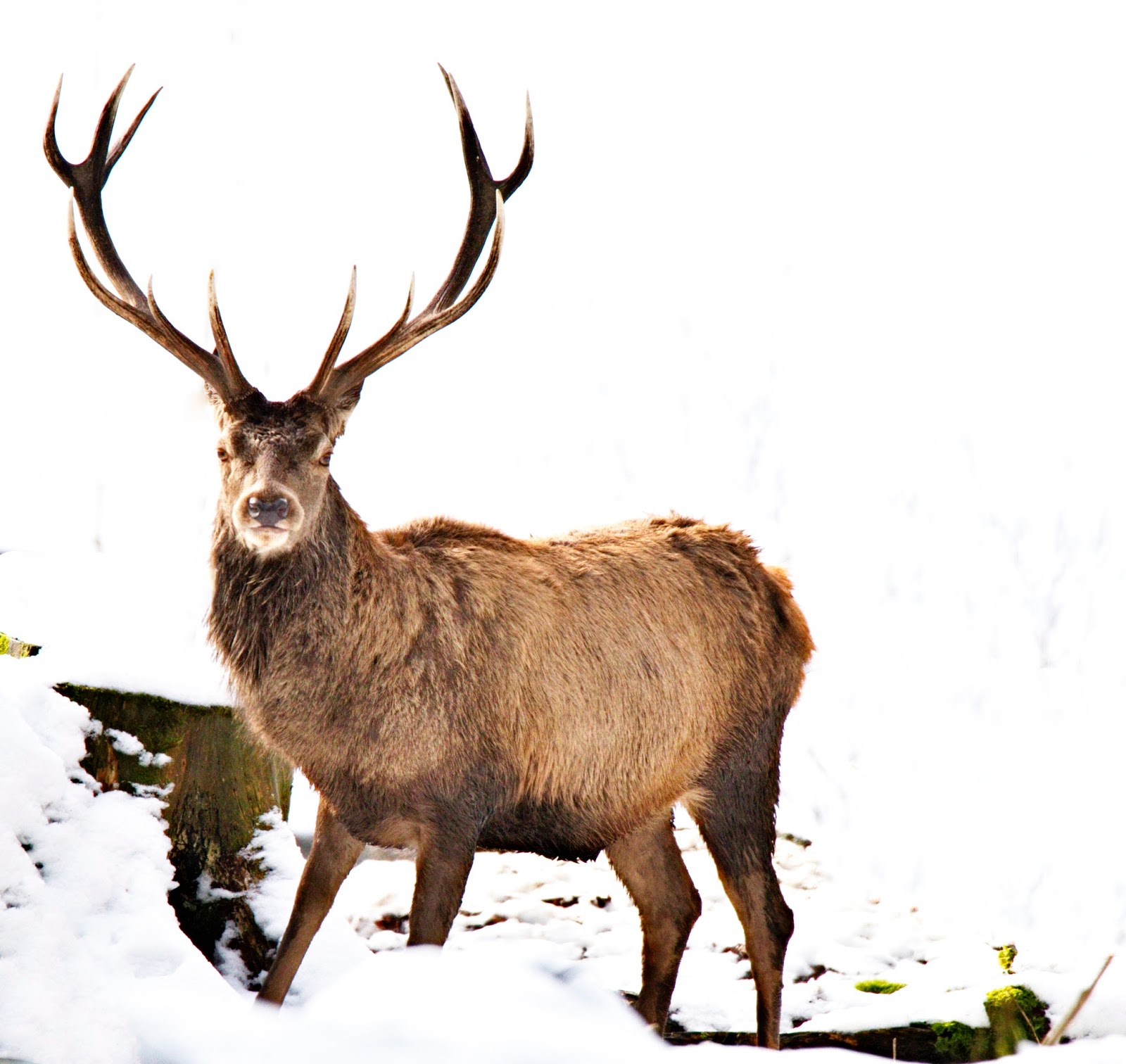 Photoblog: Bayerischer Wald National Park - Cervi